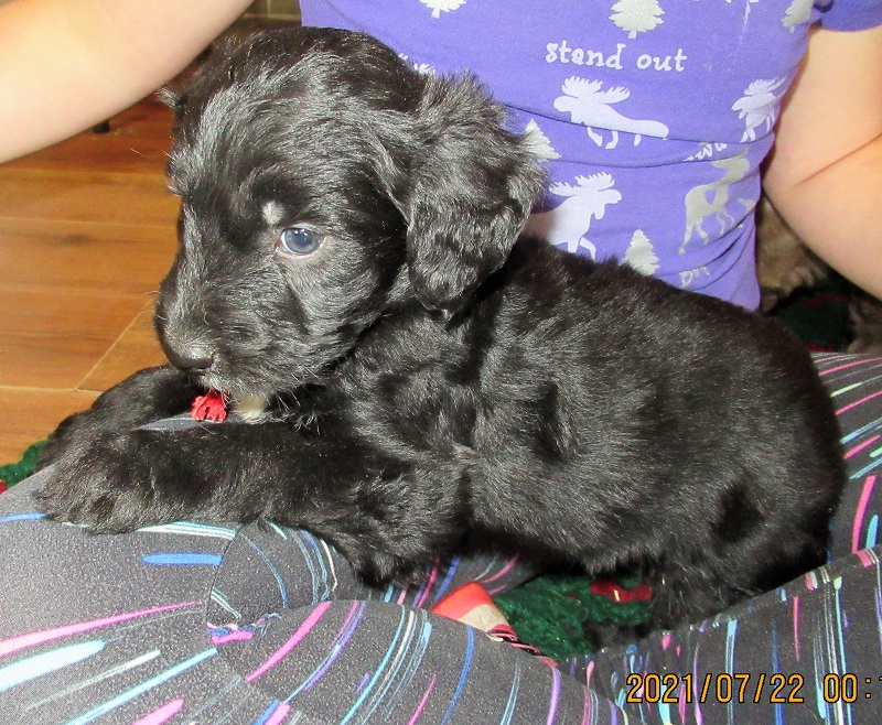 Availablepups