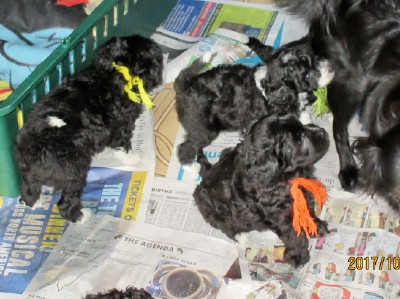 LUCY'S LITTER